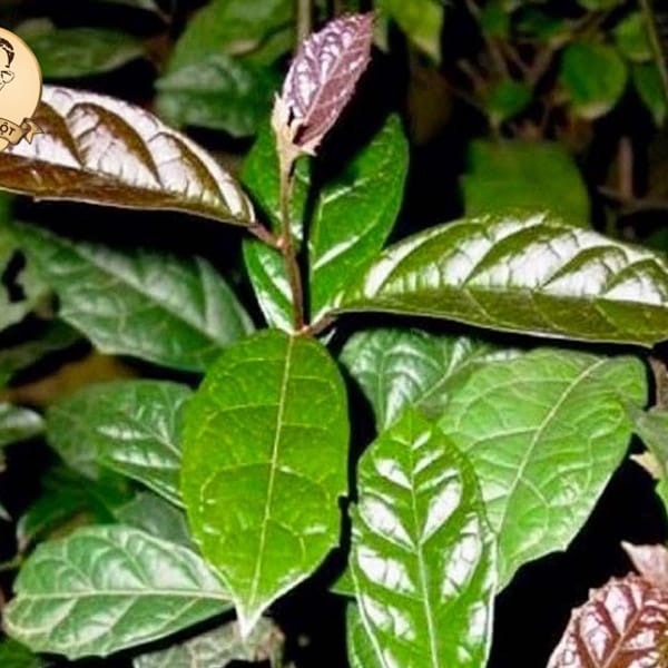 TRÀ XẠ ĐEN – TÂM AN 369